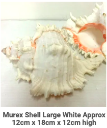 Murex Shell | M.C.F Interiors